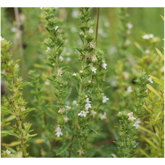 Winter savory (Satureja montana) | Terre promise